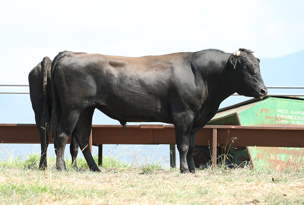 Yalandra Pastoral - Yalandra Pastorial Company