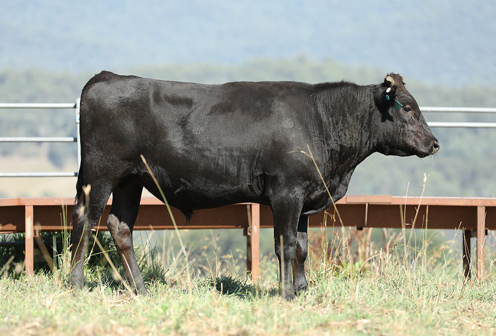 Yalandra Pastoral - Yalandra Pastorial Company