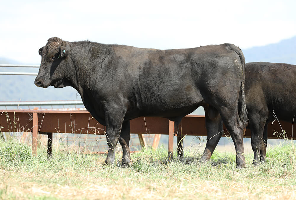 Yalandra Pastoral - Yalandra Pastorial Company