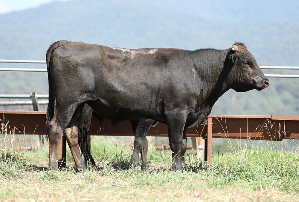 Yalandra Pastoral - Yalandra Pastorial Company