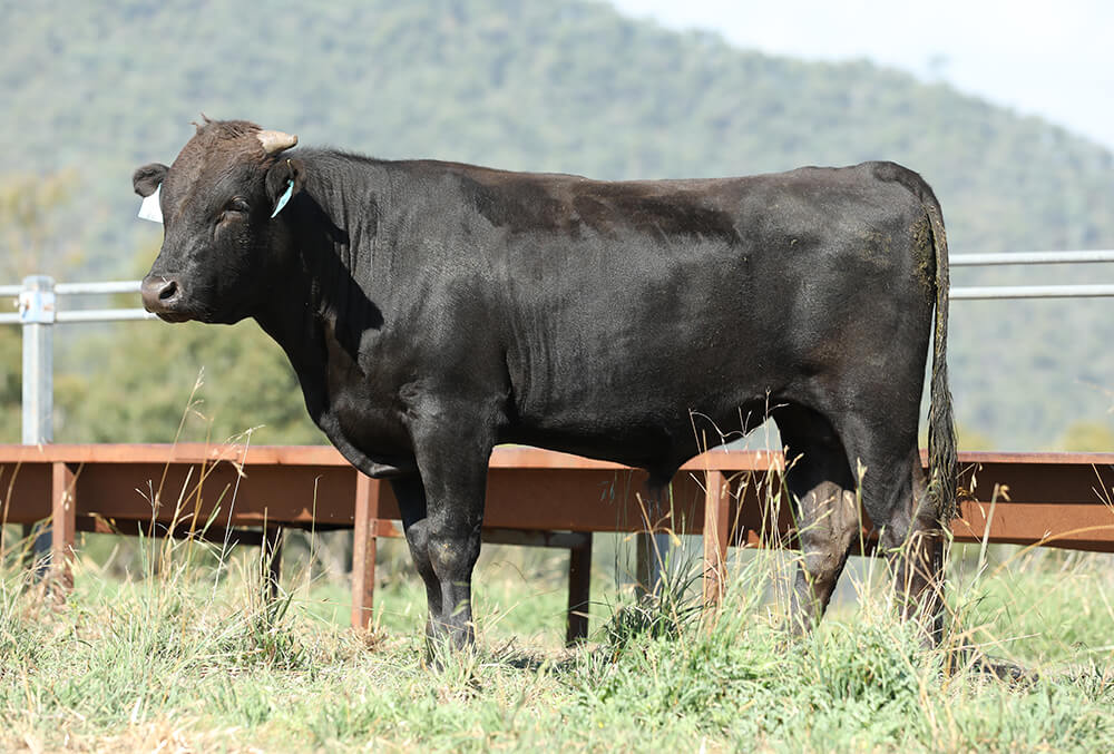 Yalandra Pastoral - Yalandra Pastorial Company